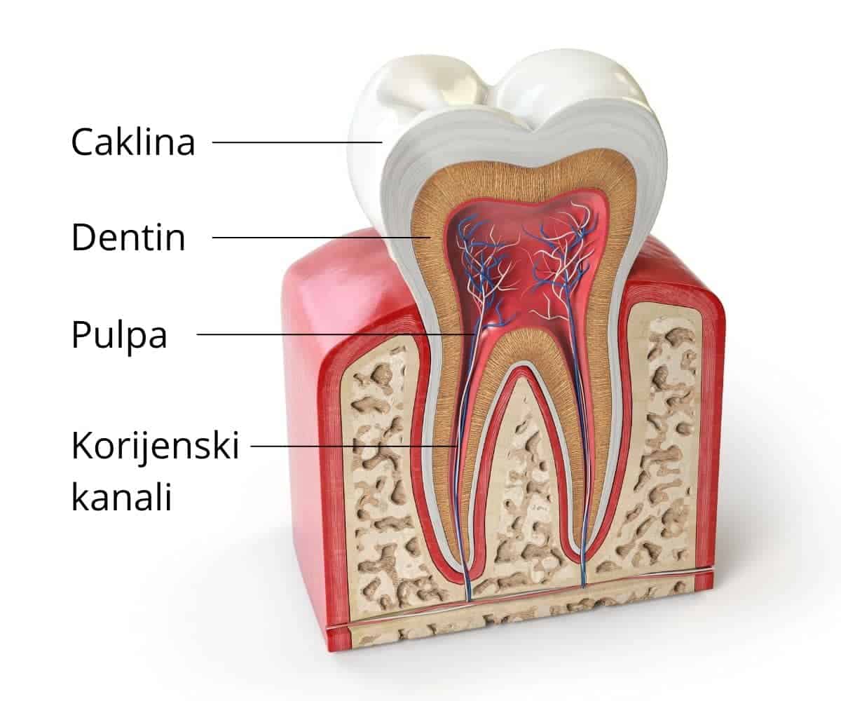 Endodoncija (liječenje zuba) u 3 koraka i jednoj posjeti